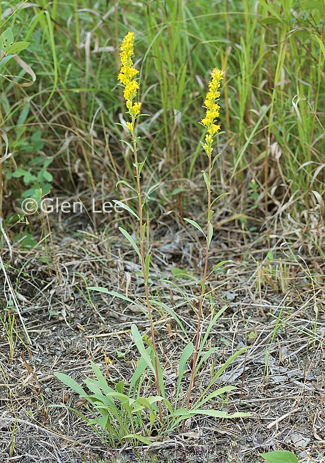 Solidago simplex photos Saskatchewan Wildflowers